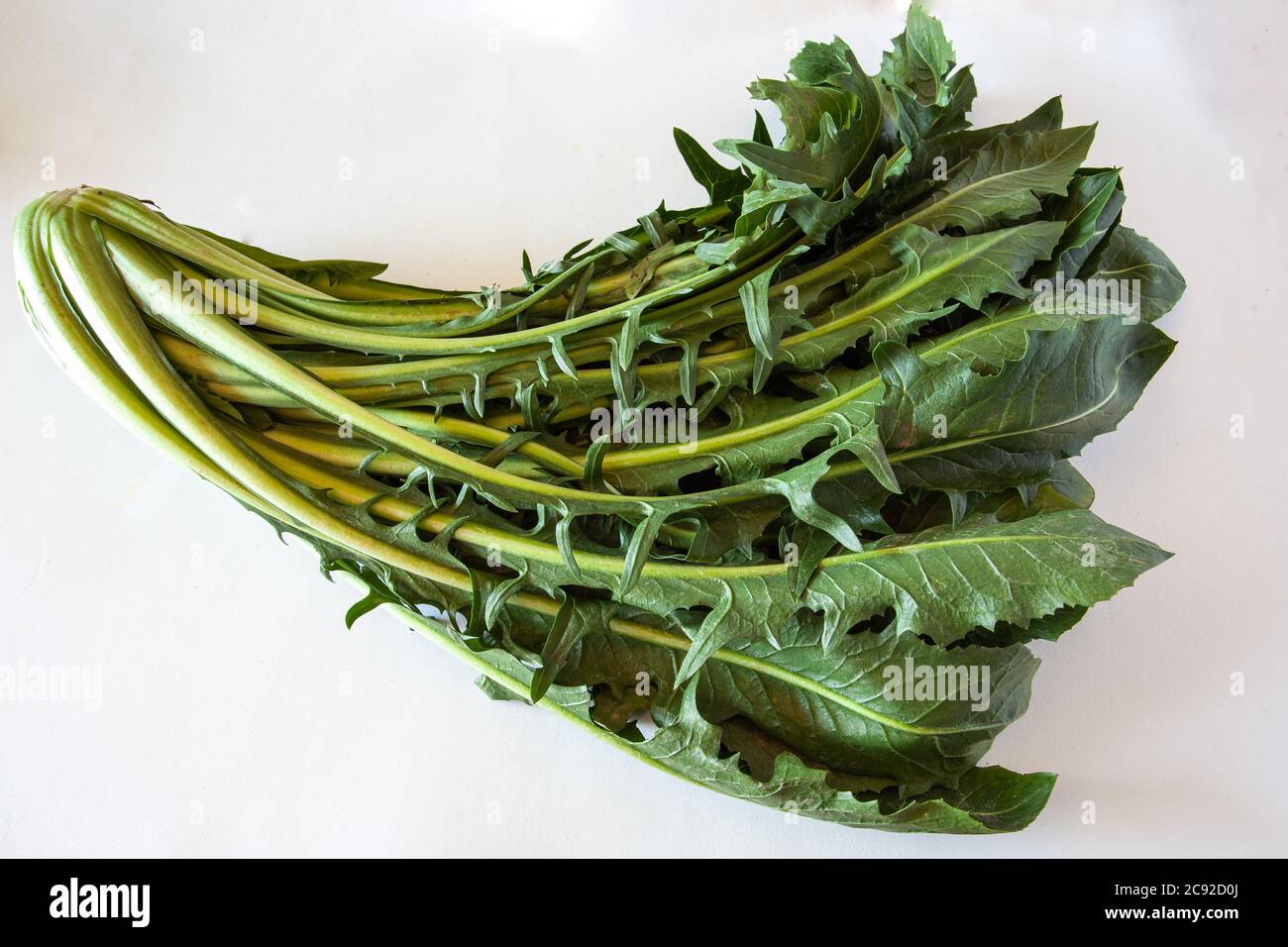 Head of raw chicory on white background, natural light Stock Photo - Alamy