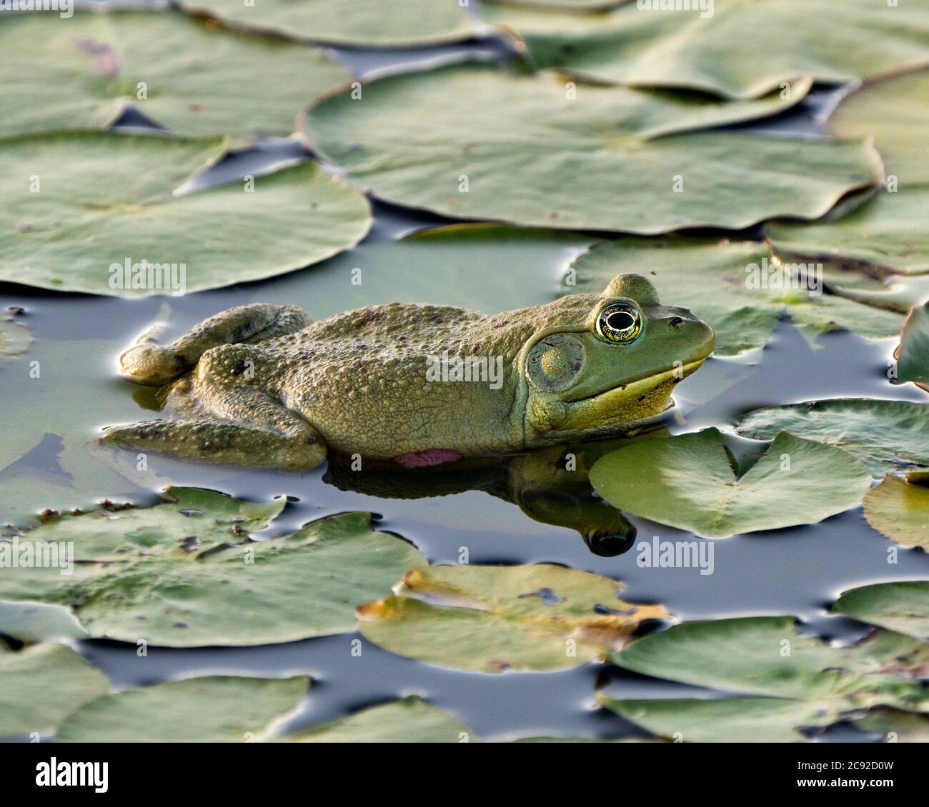 Frog sitting on a water lily leaf in the water displaying green body ...