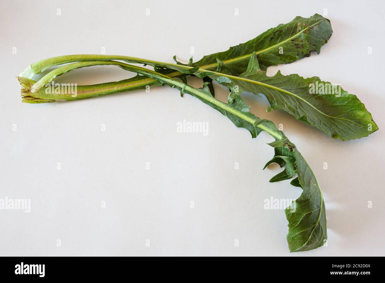 Raw chicory hi-res stock photography and images - Alamy