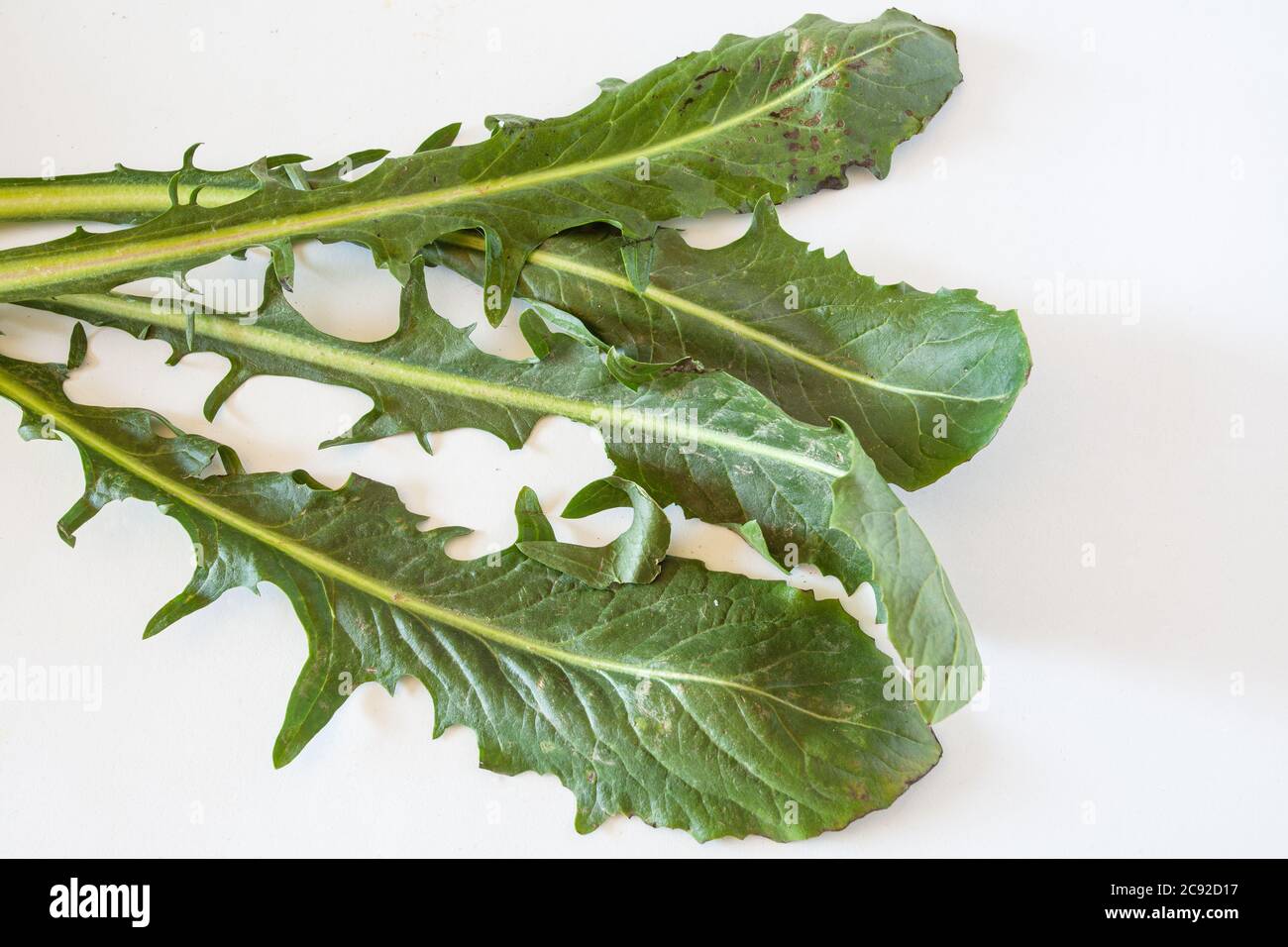 Raw chicory hi-res stock photography and images - Alamy