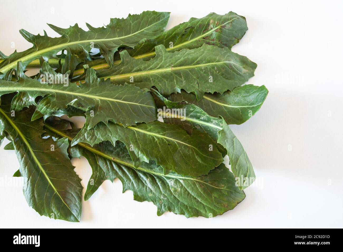 Head of raw chicory on white background, natural light Stock Photo - Alamy
