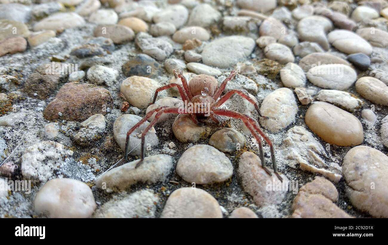 Brown spider art hi-res stock photography and images - Alamy