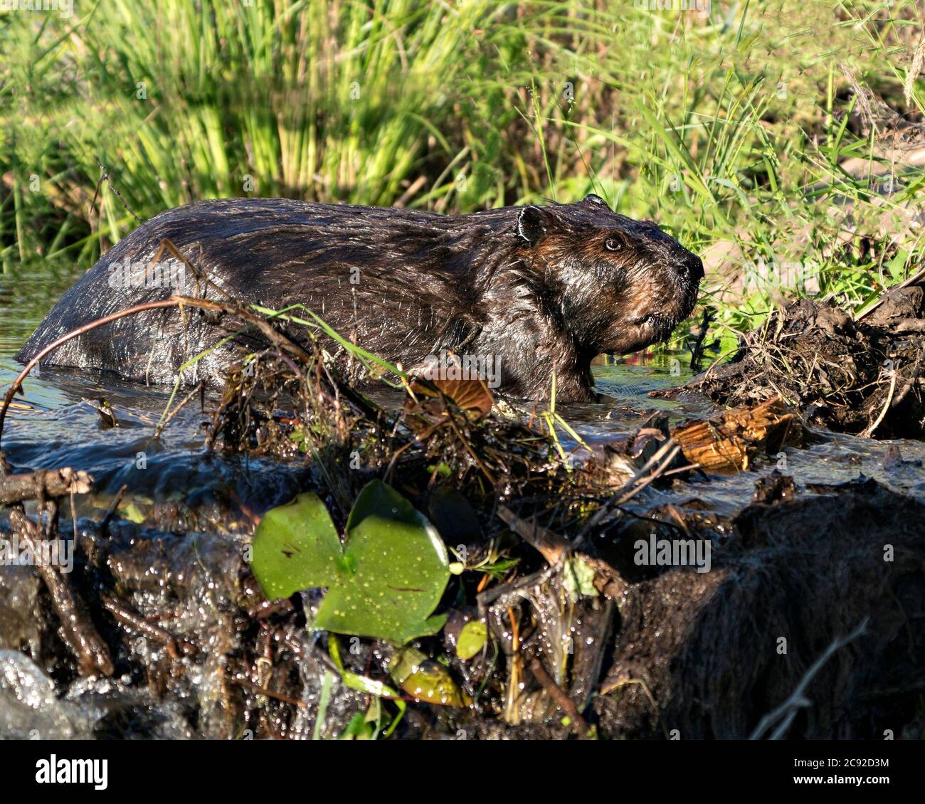 Beaver close-up profile view, building a dam in a river in the middle ...