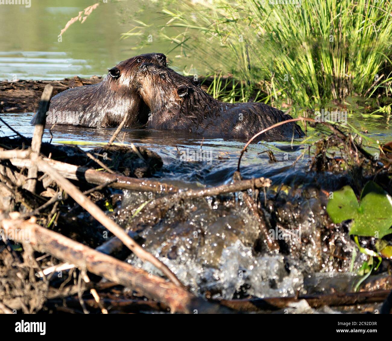 Beaver couple close-up profile view grooming each other in the water ...