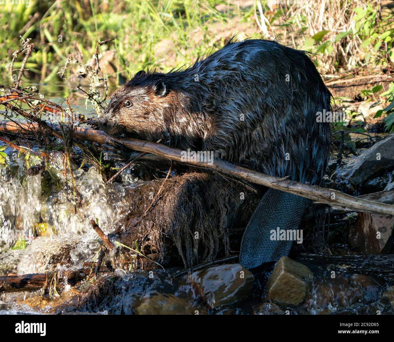 Beaver close-up profile view, building a dam in a river in the middle ...