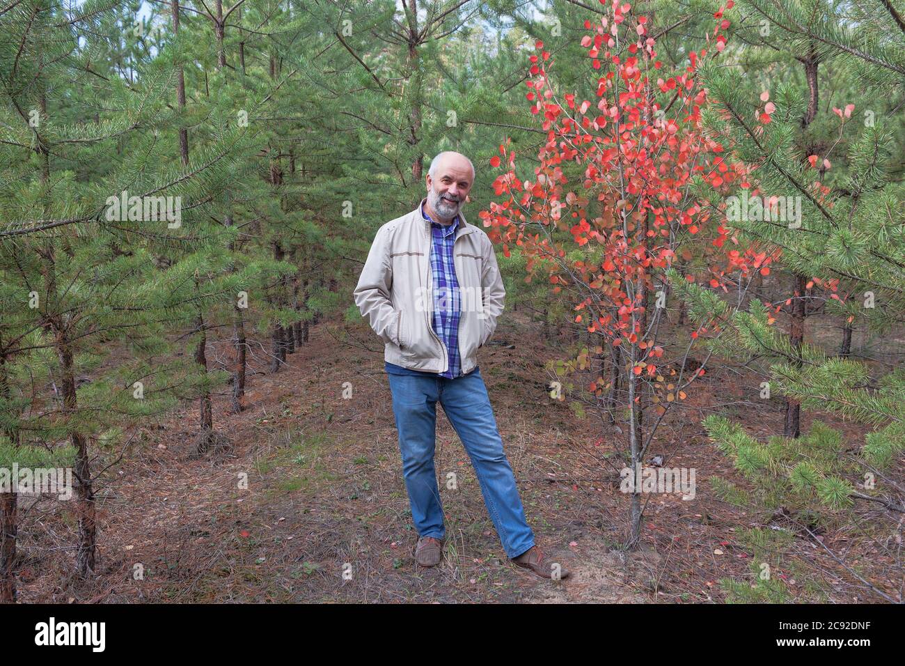 Mature red pine hi-res stock photography and images - Alamy