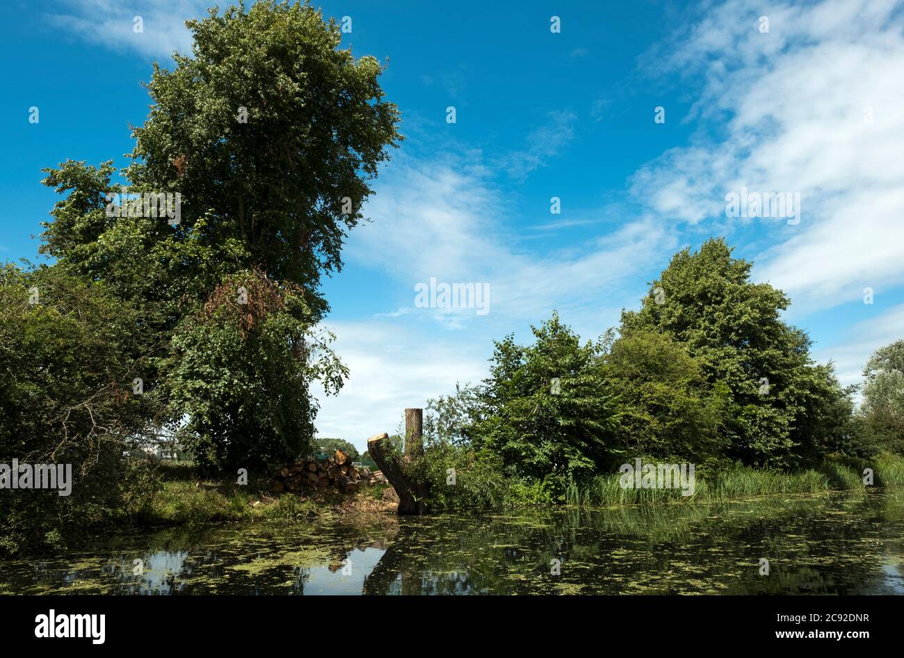 Severed tree hi-res stock photography and images - Alamy