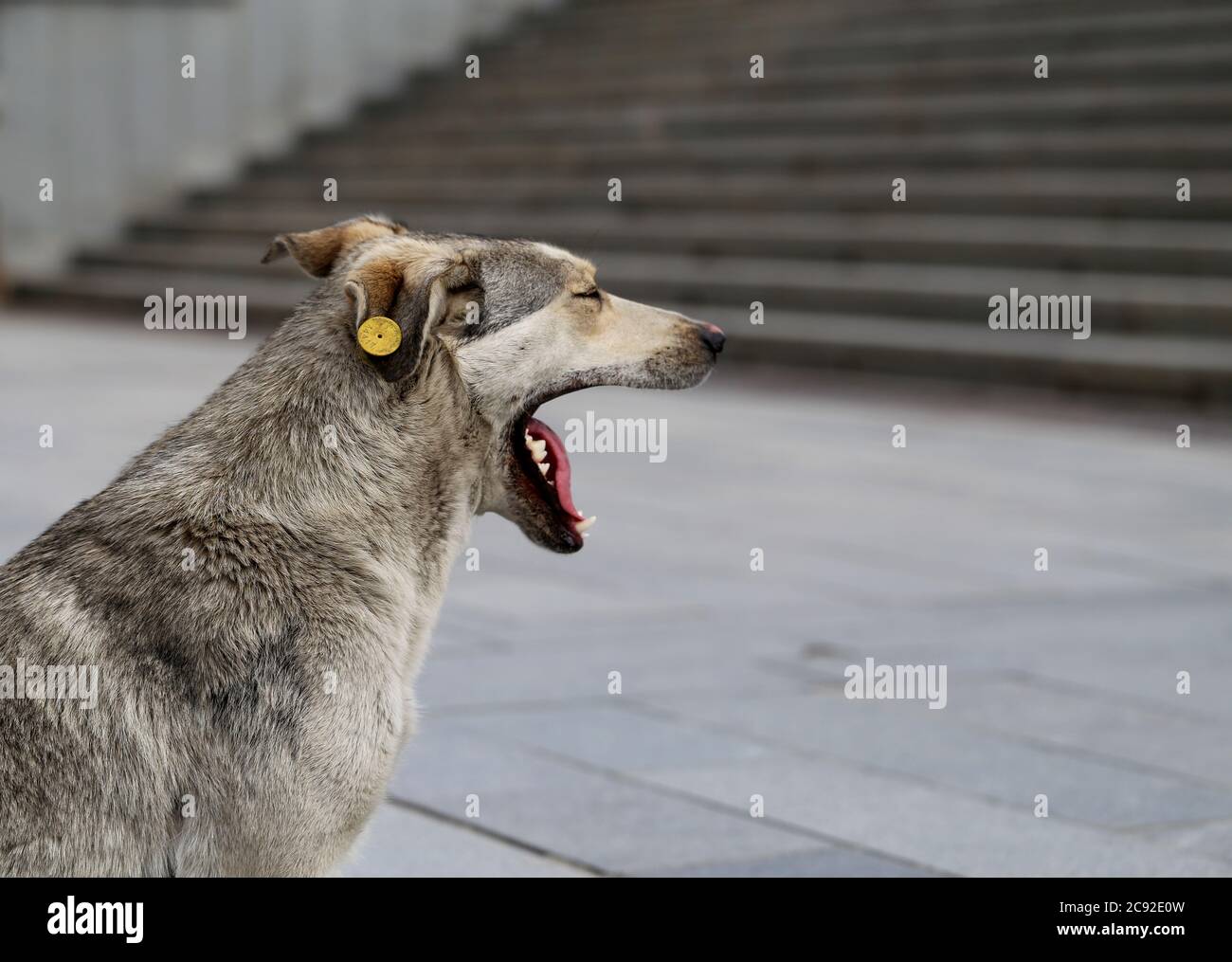 Macro photo of a gray portrait of a large dog Stock Photo - Alamy
