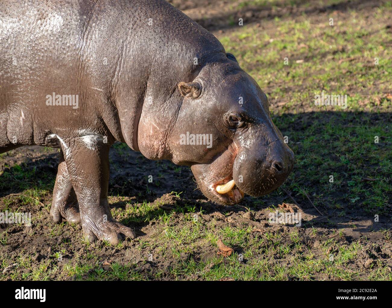 Pygmy hippo hi-res stock photography and images - Alamy