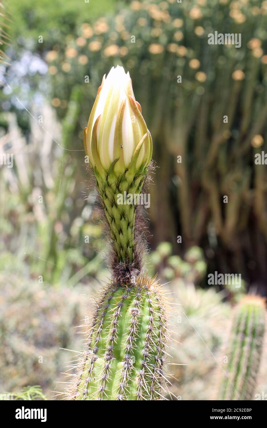 Spachiana hi-res stock photography and images - Alamy