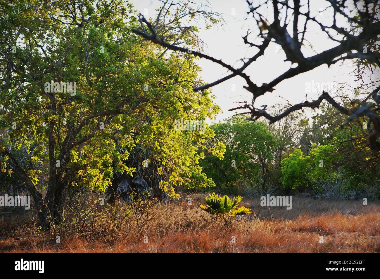 Lowland forest ecosystem hi-res stock photography and images - Alamy