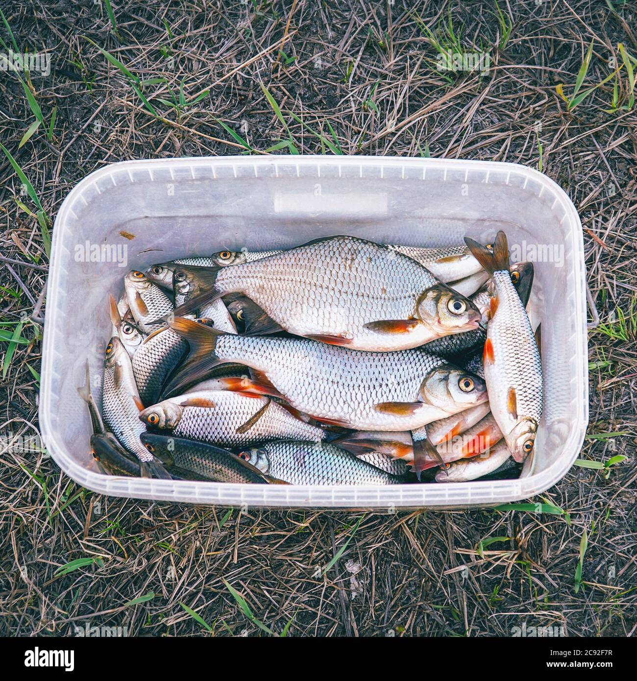 Rudd fish swimming in hi-res stock photography and images - Alamy