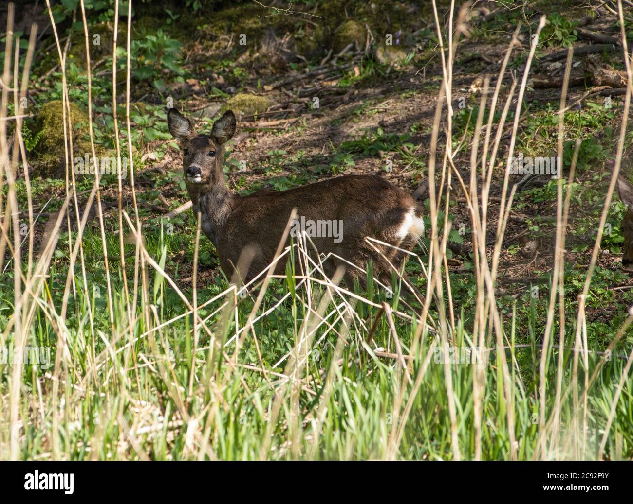 Roe deer female spring hi-res stock photography and images - Alamy