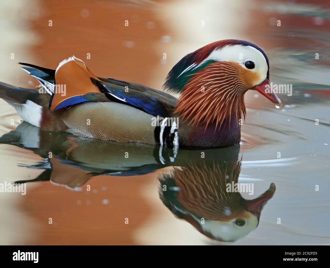 A mandarin duck. The mandarin duck (Aix galericulata) is a perching ...