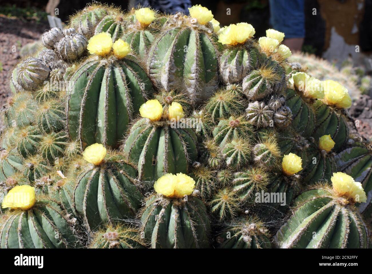 Kaktus parodia magnifica Stock Photo - Alamy