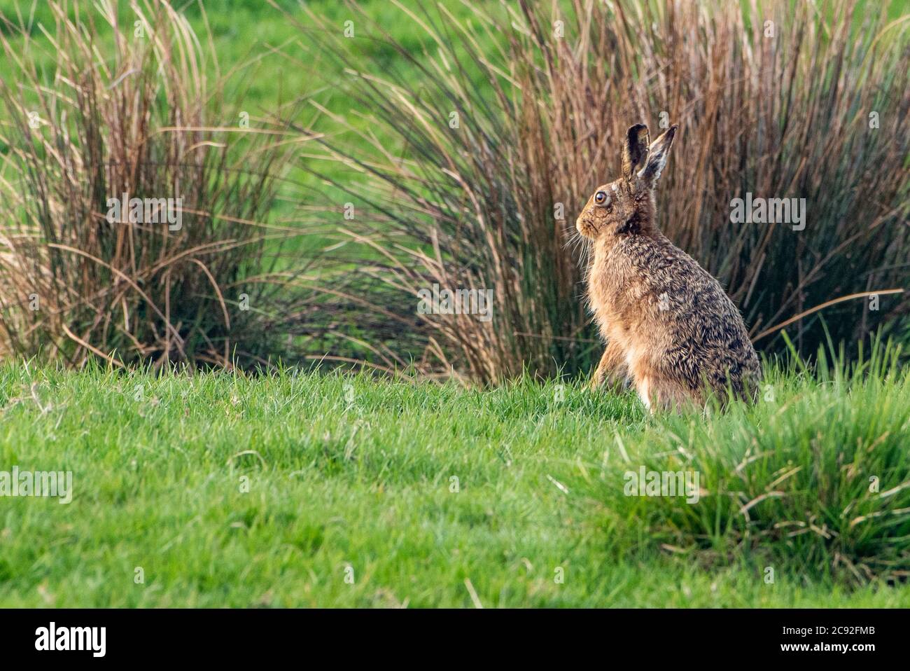 Hare sitting hi-res stock photography and images - Alamy