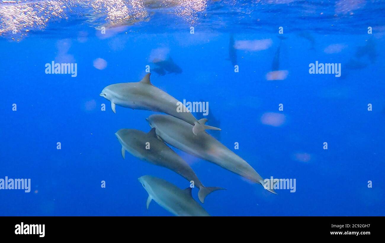 Sanya. 20th July, 2020. Dolphins and whales are seen in the South China ...