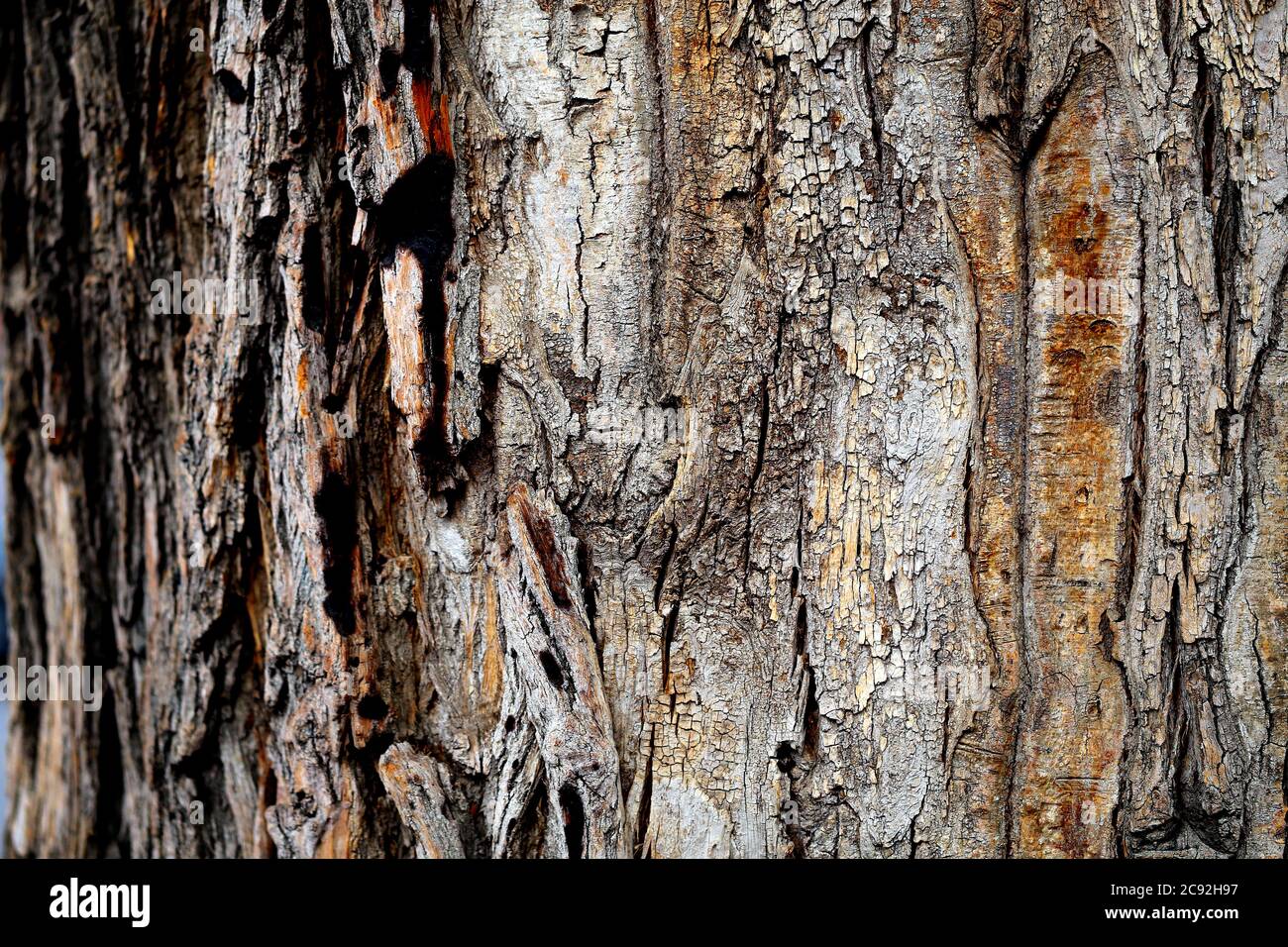 Macro photo of a magnificent tree bark Stock Photo - Alamy