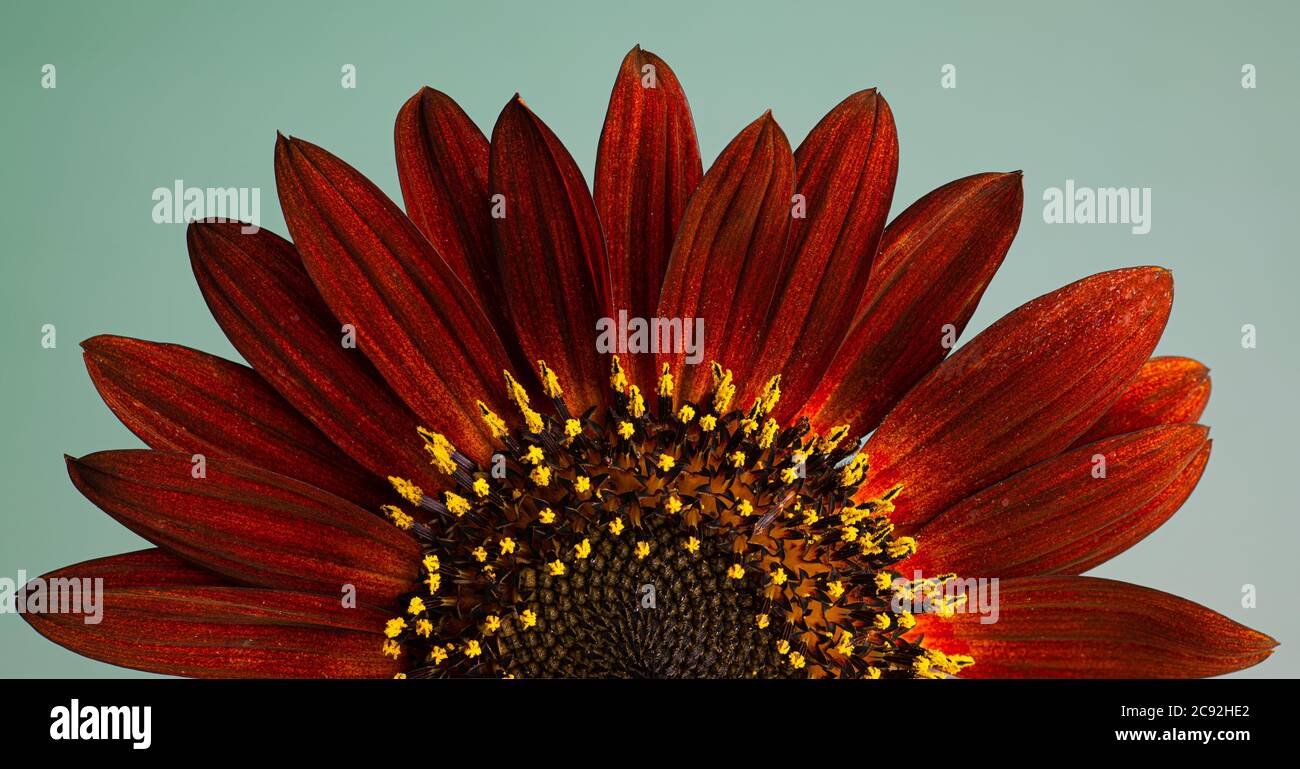 Variety of sunflower hi-res stock photography and images - Alamy