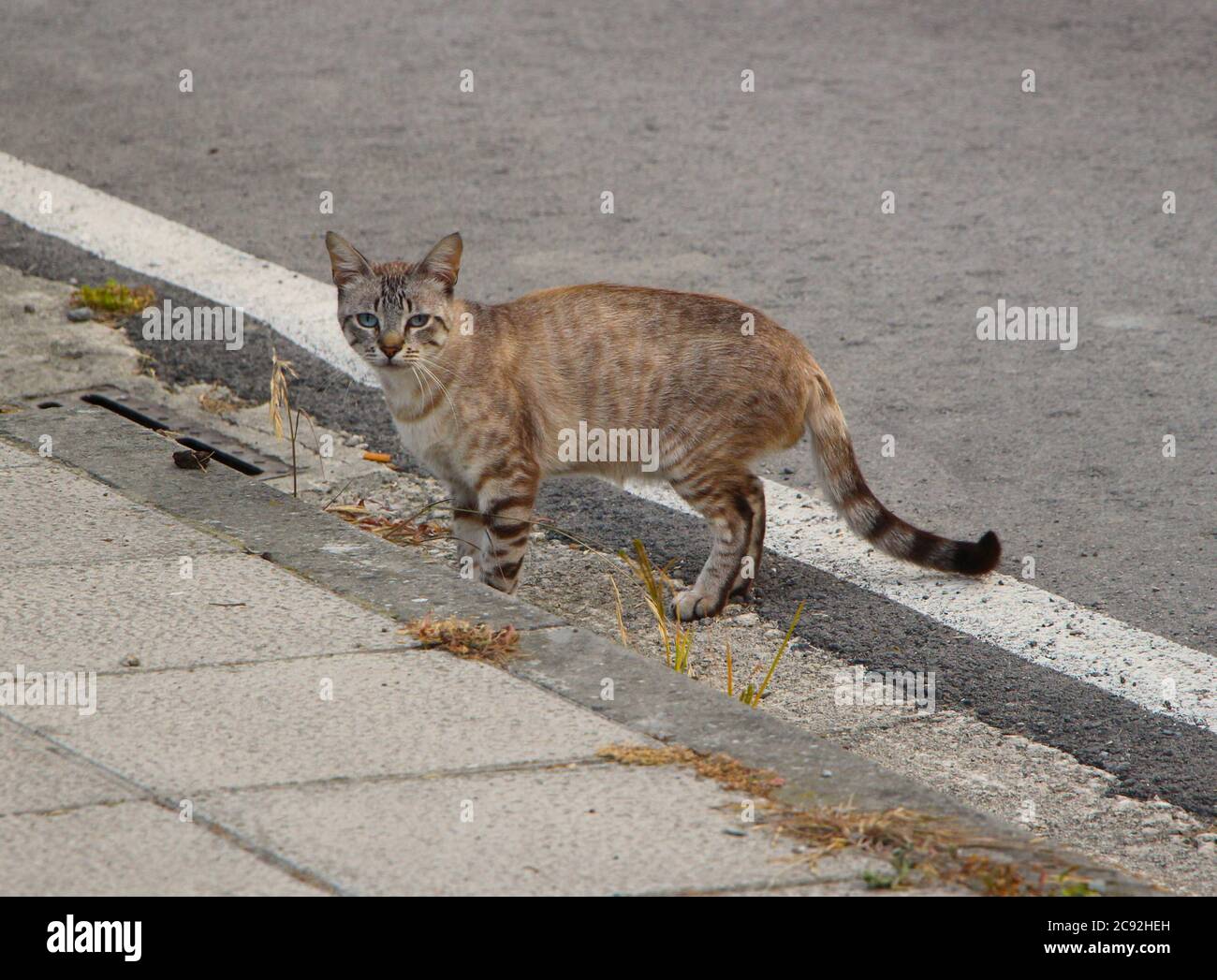 Startled cat in road hi-res stock photography and images - Alamy