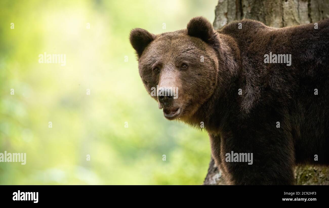 Alert brown bear looking to the camera in forest Stock Photo - Alamy