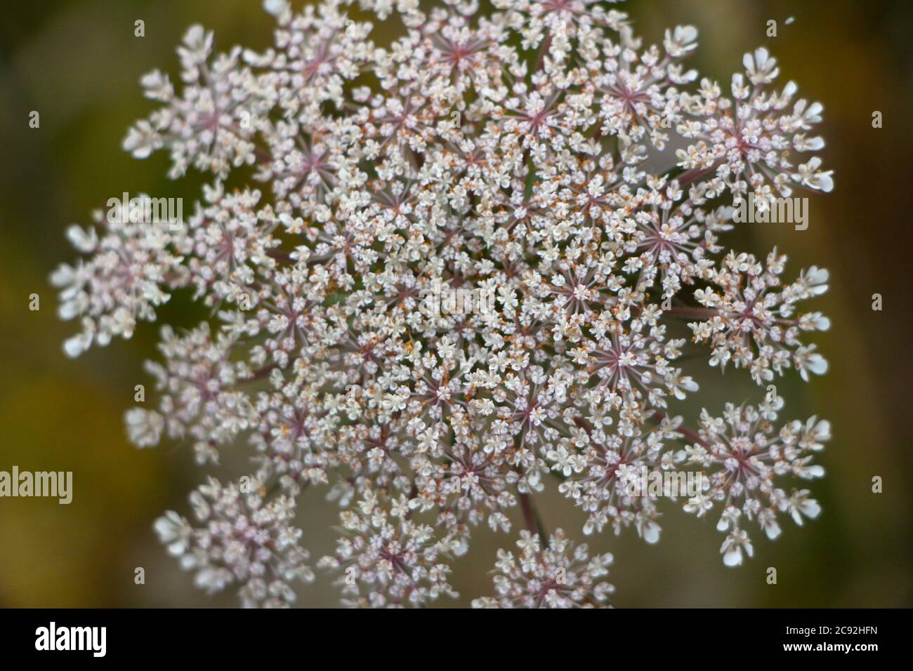 Pink flowering carrot hi-res stock photography and images - Alamy