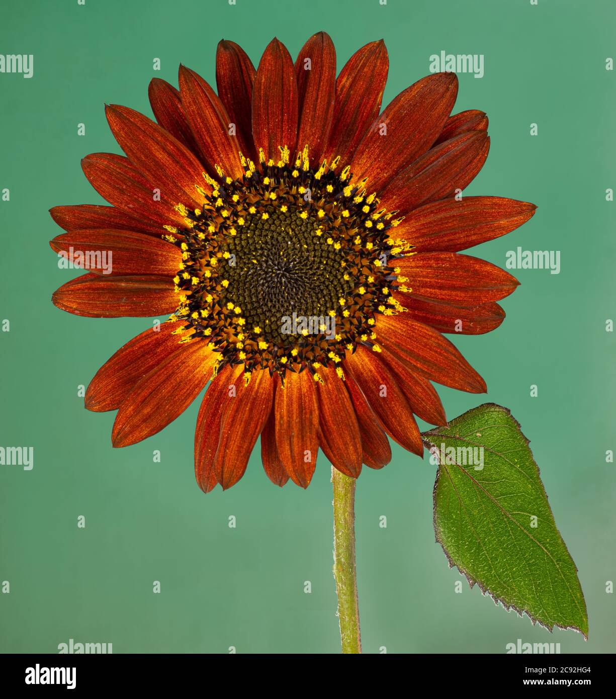 Close up view of red variety of common sunflower (Helianthus annuus ...