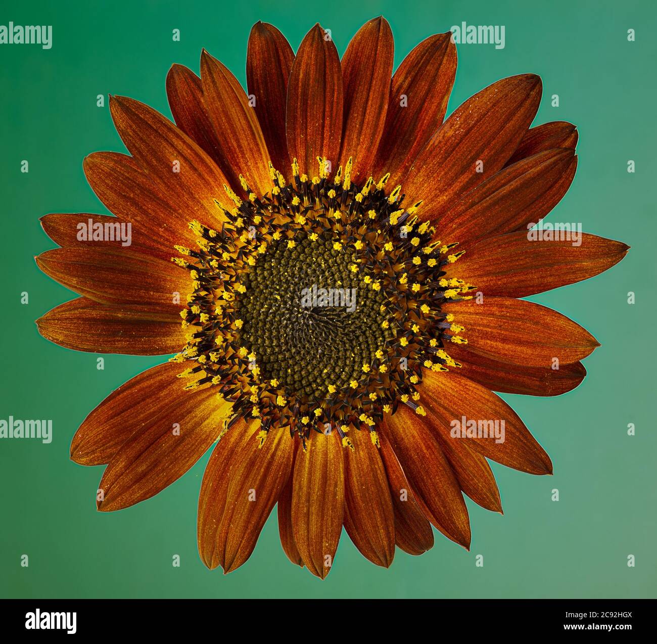 Close up view of red variety of common sunflower (Helianthus annuus ...