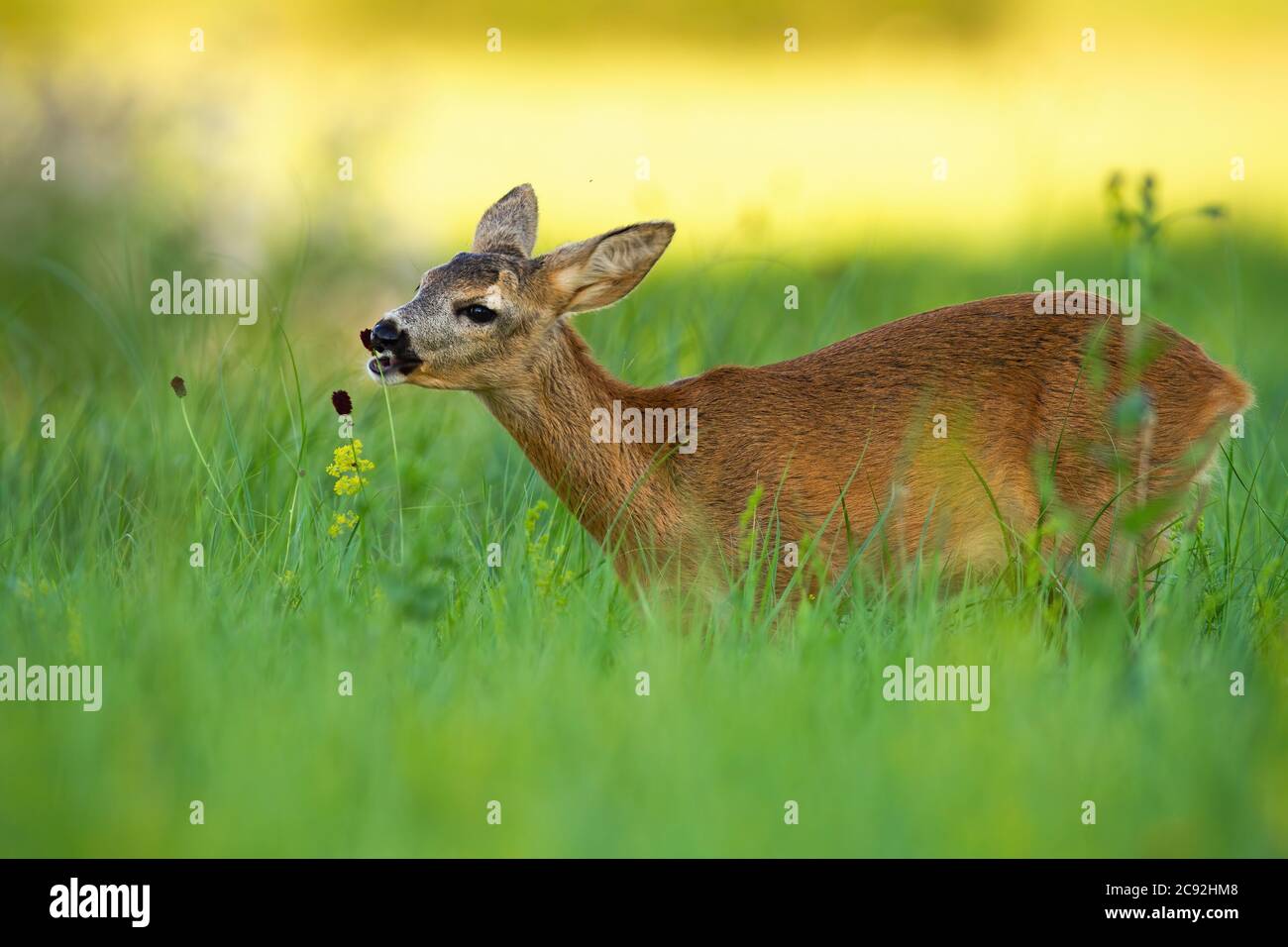 Deer feeding on flower hi-res stock photography and images - Alamy