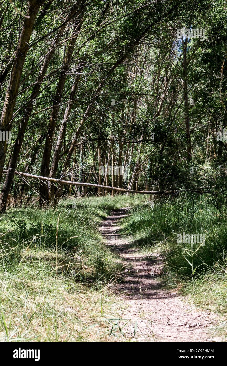 Vertical shot of natural stairs in a forest Stock Photo - Alamy