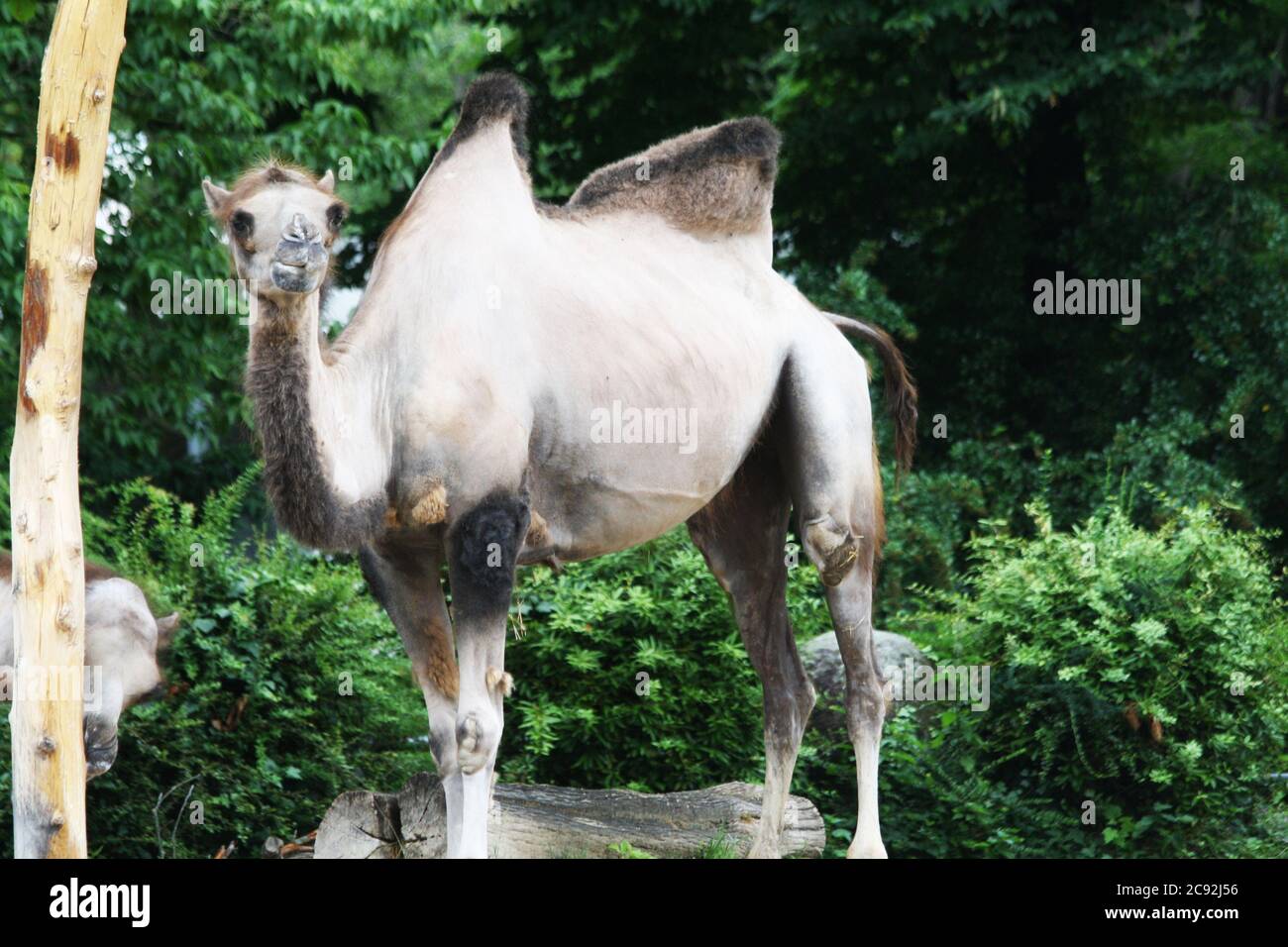 Camelus bactrianus bactrianus baktrisches kamel High Resolution Stock ...