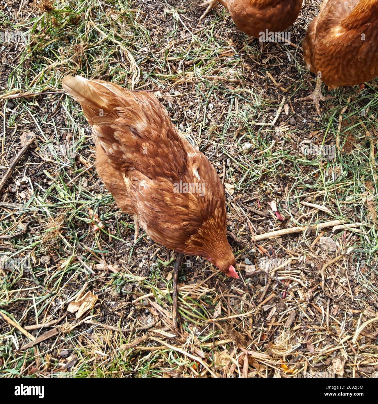 Bio chicken farm hi-res stock photography and images - Alamy
