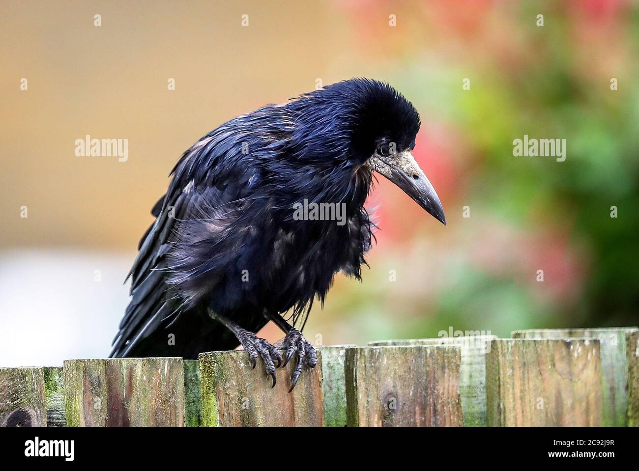 Rook bird hi-res stock photography and images - Alamy