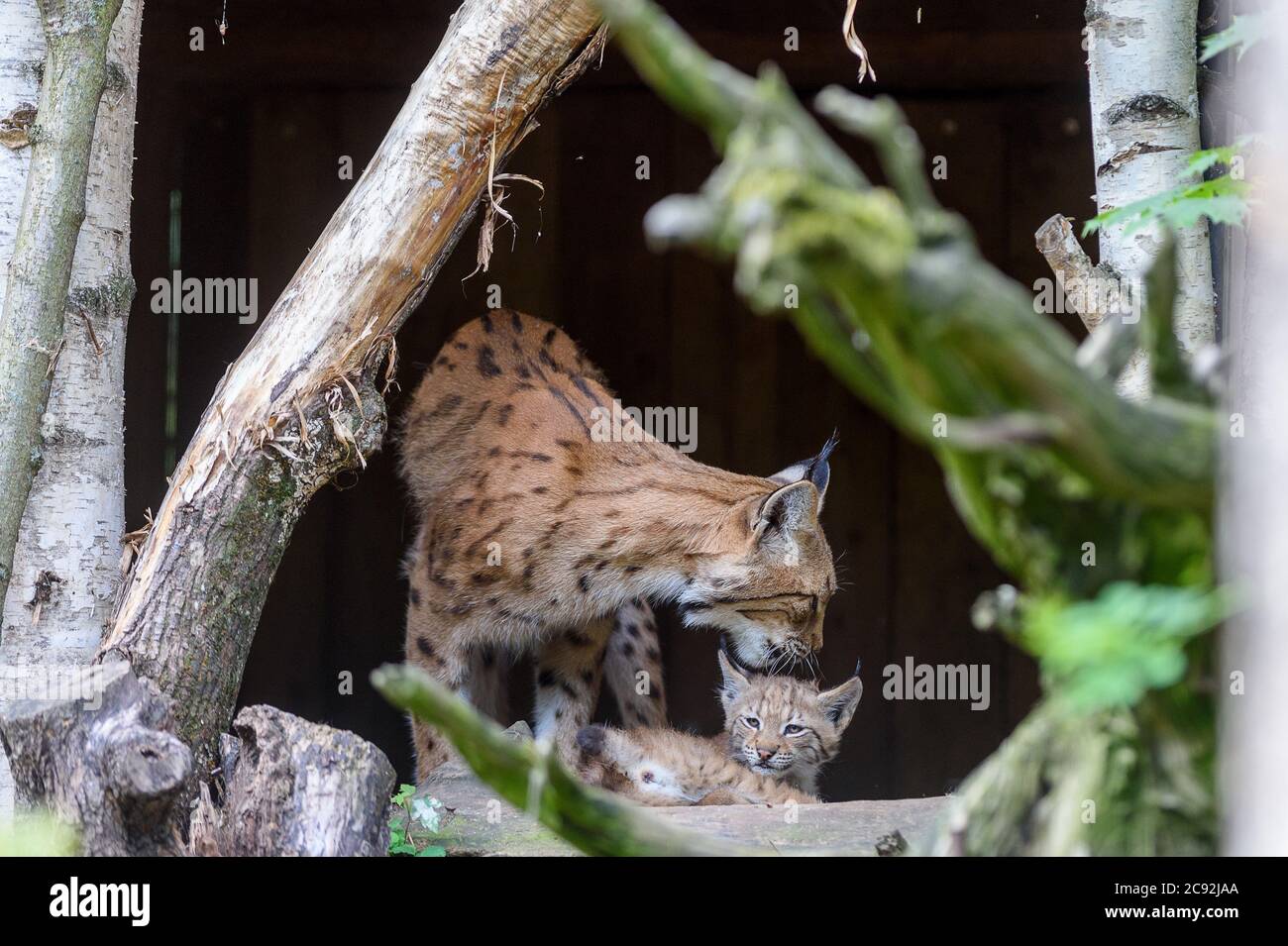 Lynx born hi-res stock photography and images - Alamy
