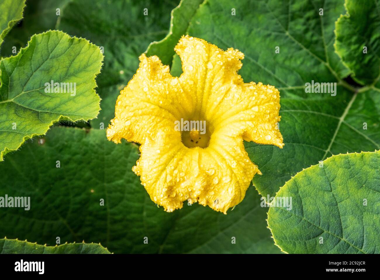 Courgette leaves hi-res stock photography and images - Alamy