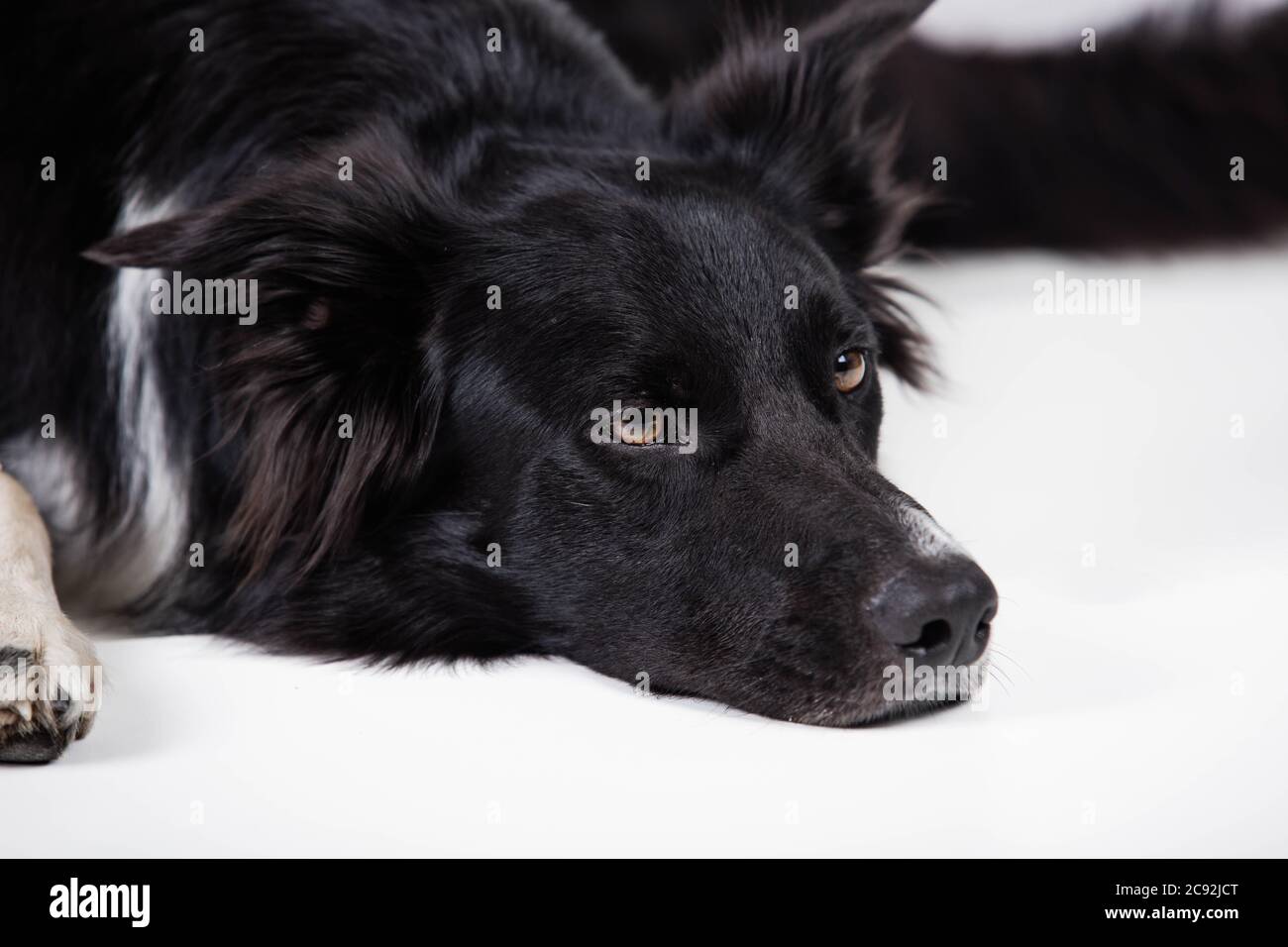 Bored and upset puppy isolated on white with copy space. Full length ...