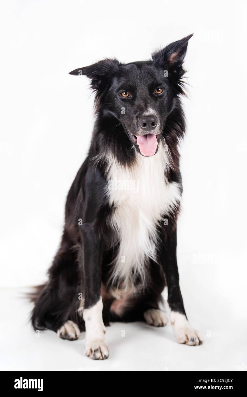 Full length portrait of an adorable purebred Border Collie looking to ...