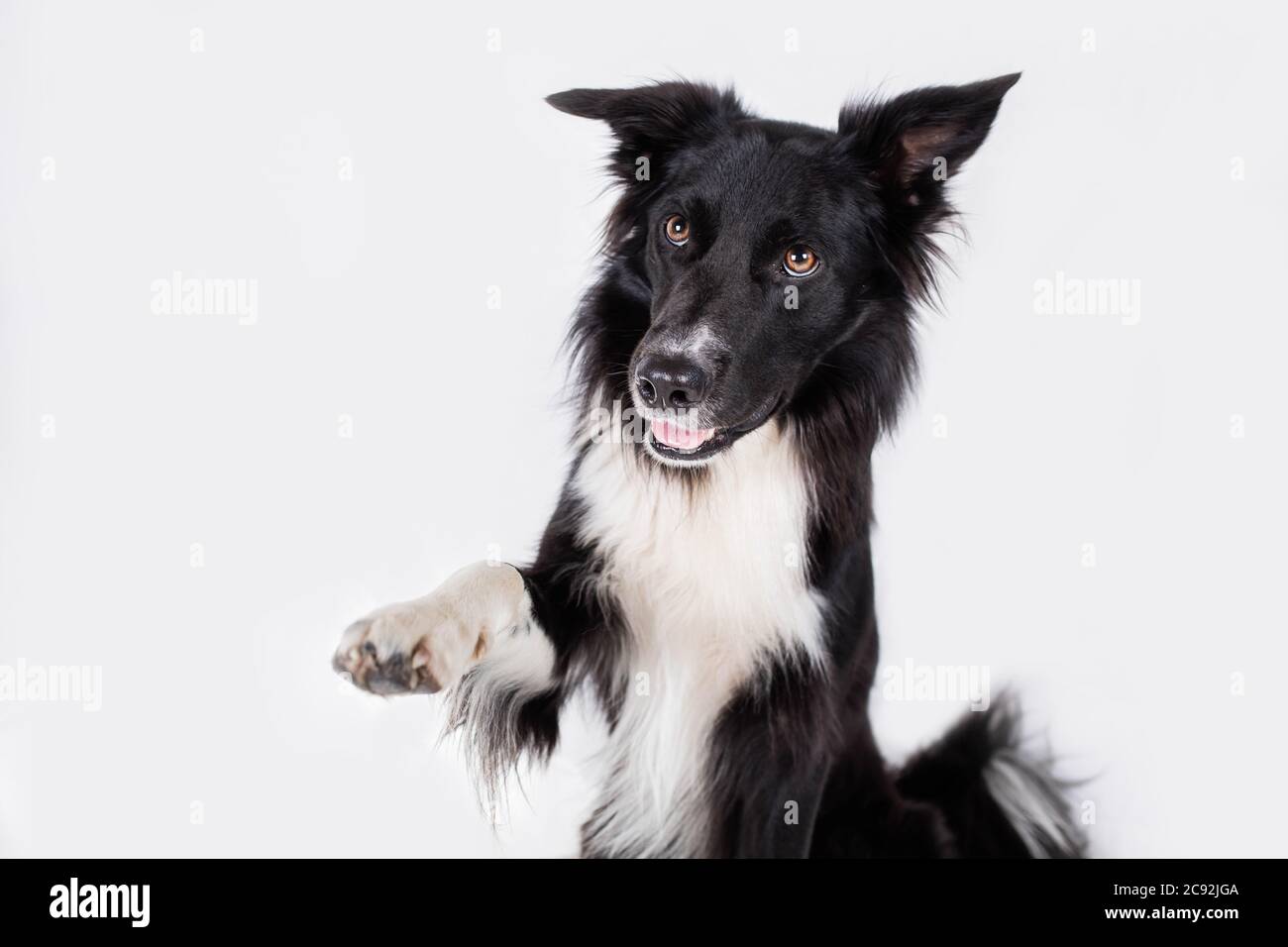 Close up portrait of a adorable purebred Border Collie dog looking ...