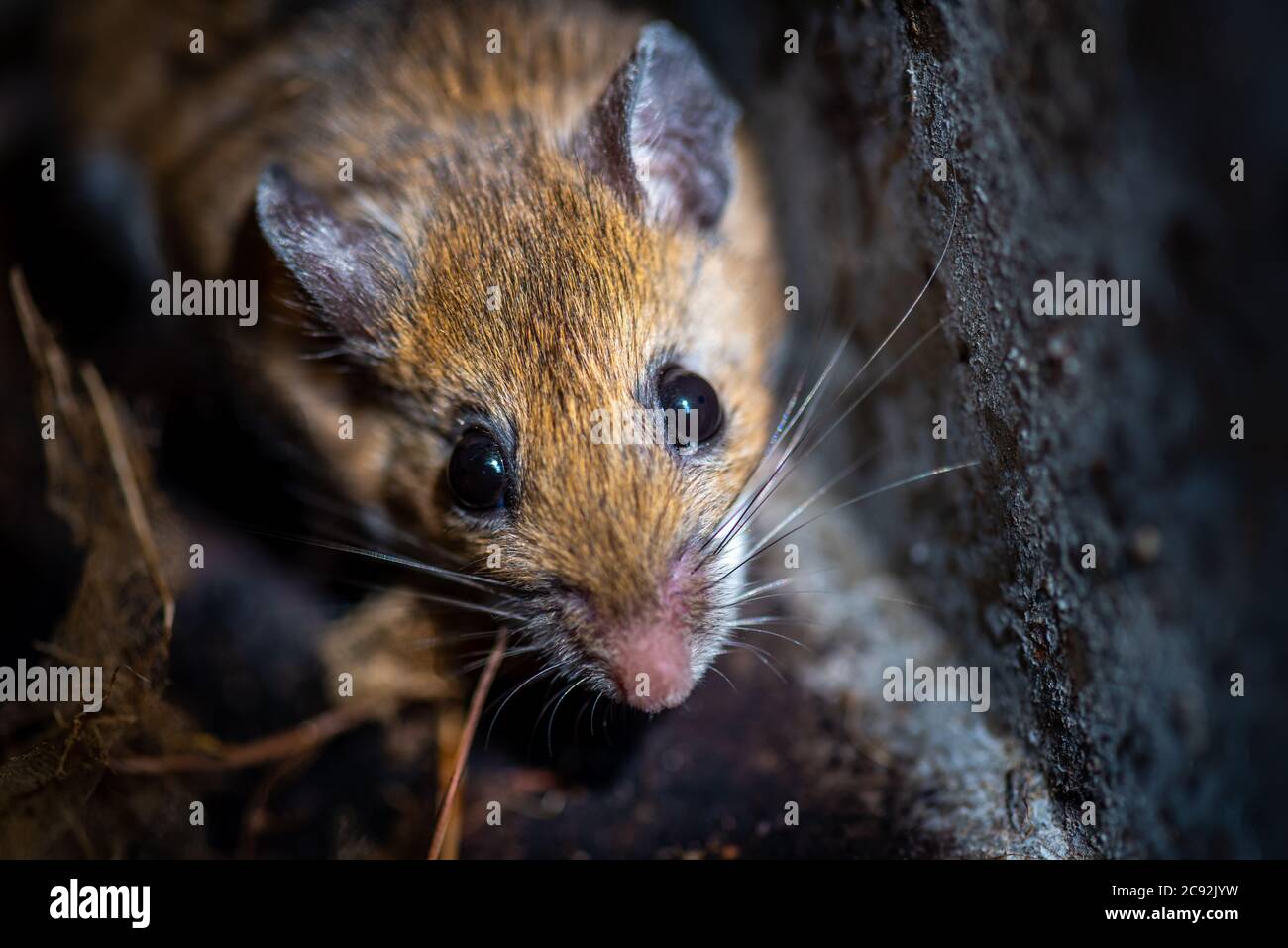 Mouse animal hi-res stock photography and images - Alamy