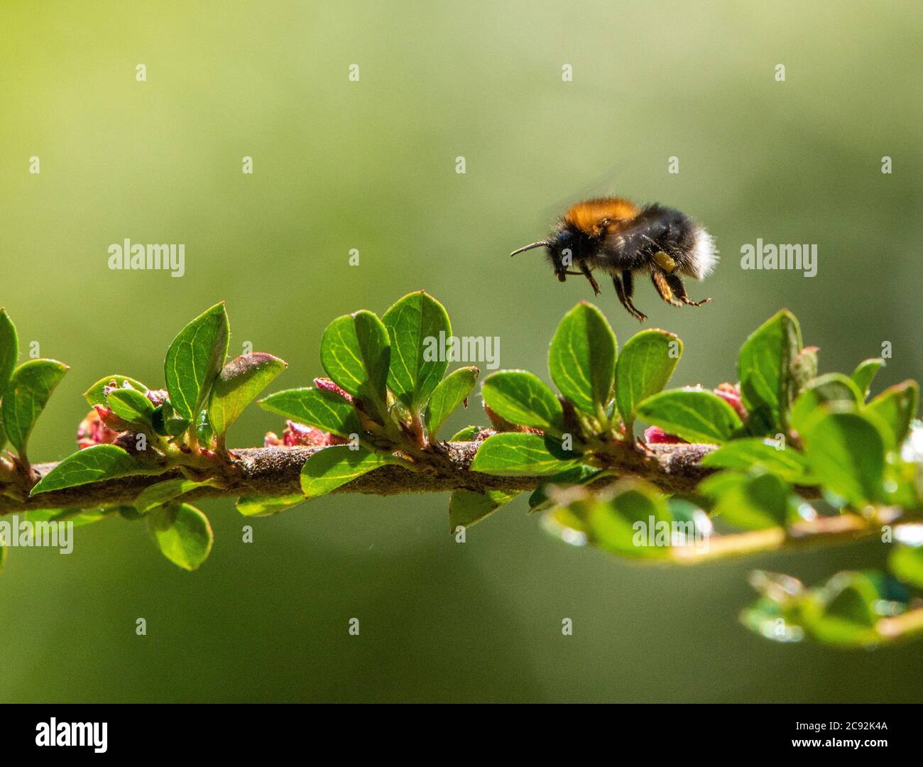 Tree bumblebee hi-res stock photography and images - Alamy