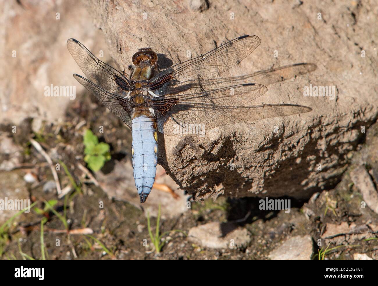 Broad bodied chaser uk hi-res stock photography and images - Alamy