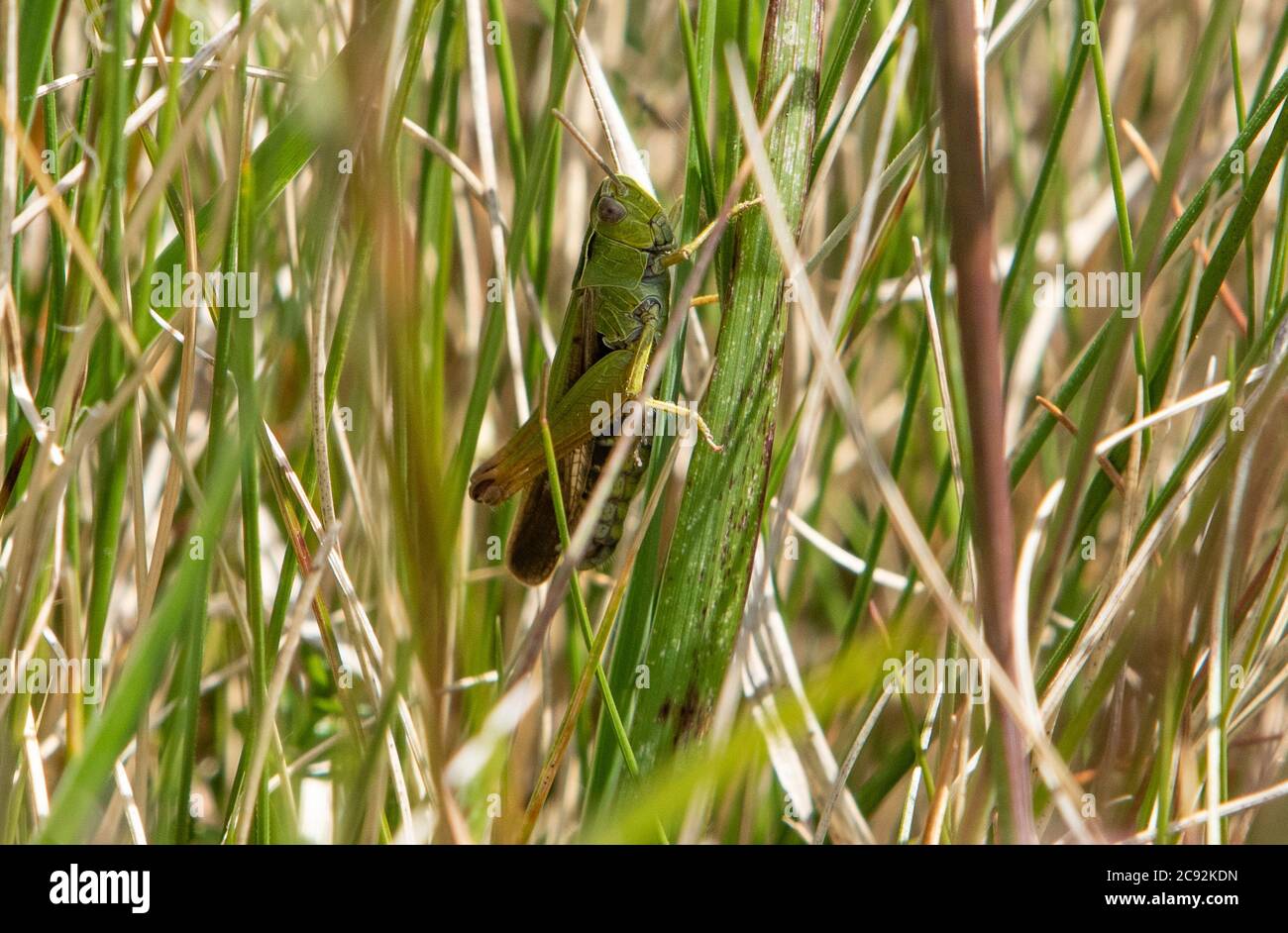 A common insect hi-res stock photography and images - Alamy