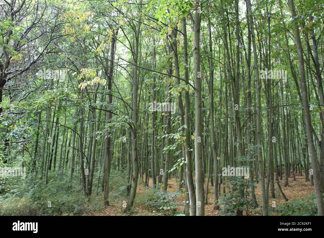 Fagus sylvatica - a woodland full of beech trees; this tree is ...