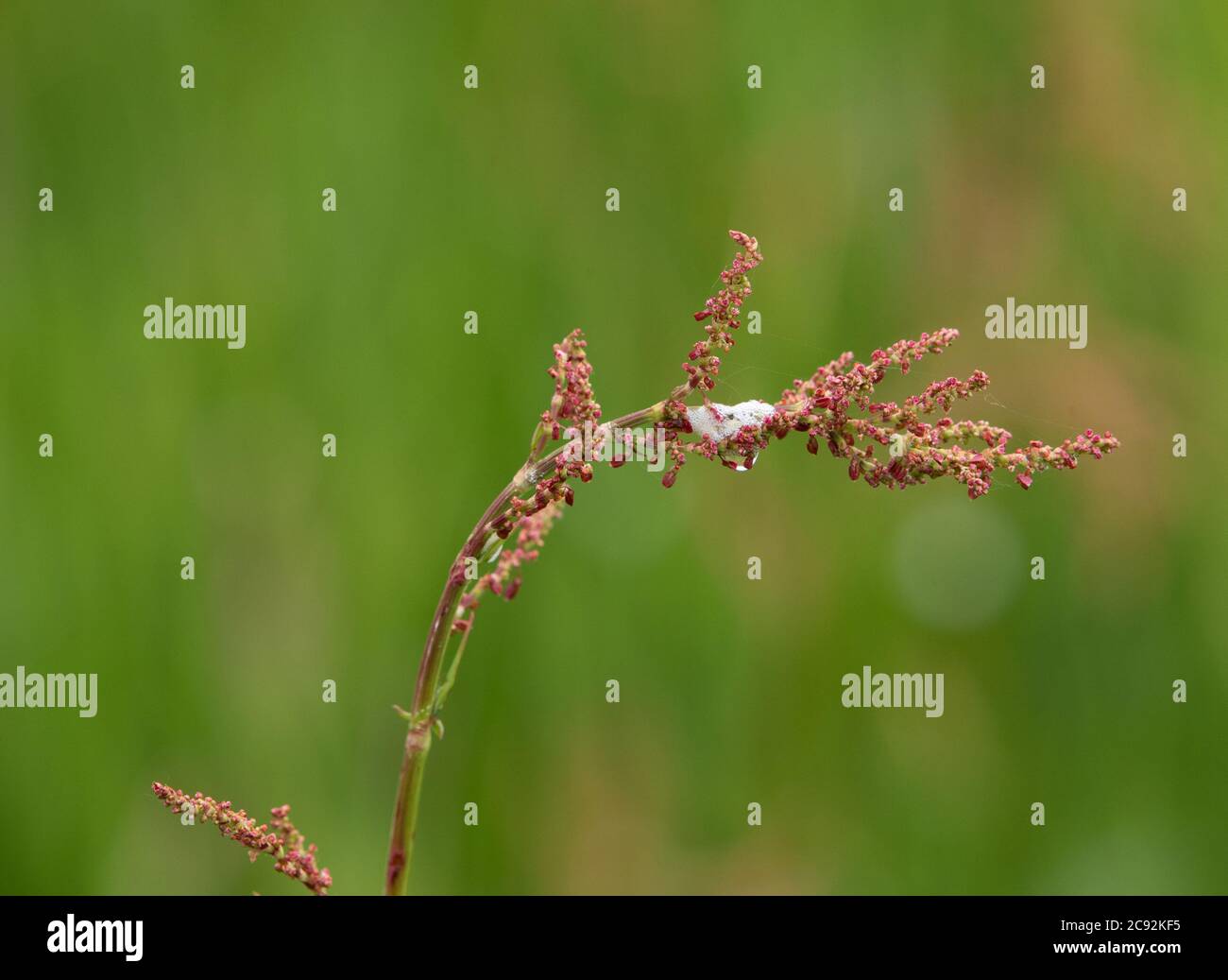 Common sheep sorrel with Cuckoo spit, caused by froghopper, spittlebug ...