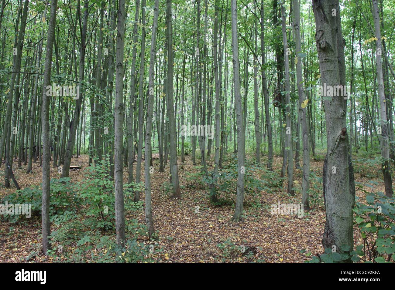 Fagus sylvatica - a woodland full of beech trees; this tree is ...