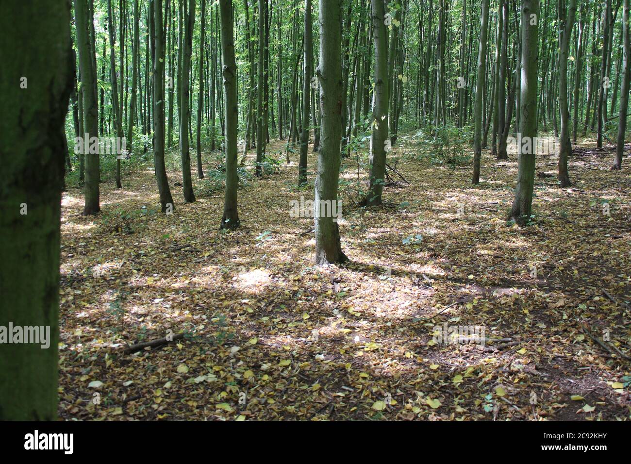 Fagus sylvatica - a woodland full of beech trees; this tree is ...