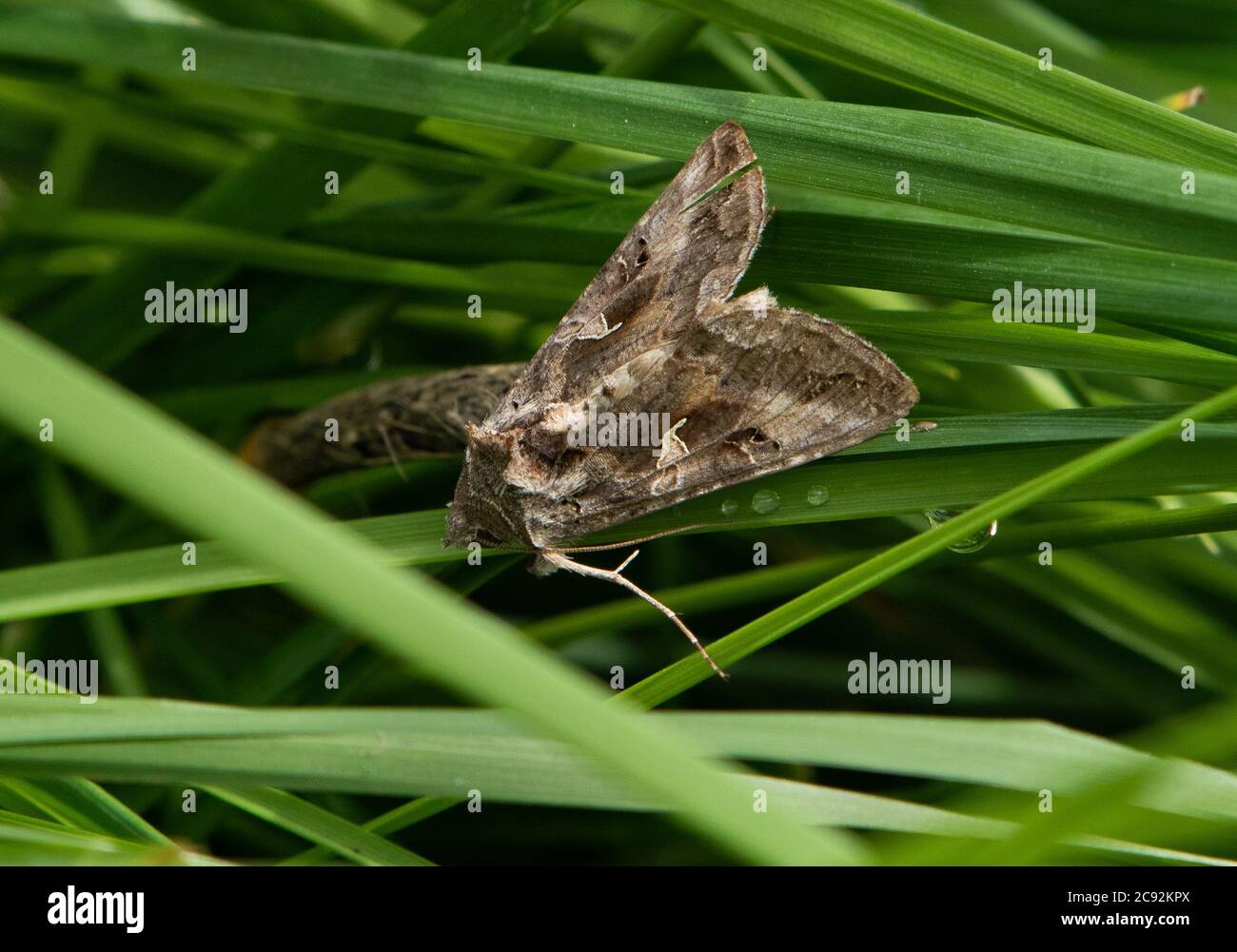 Silver y moth hi-res stock photography and images - Alamy