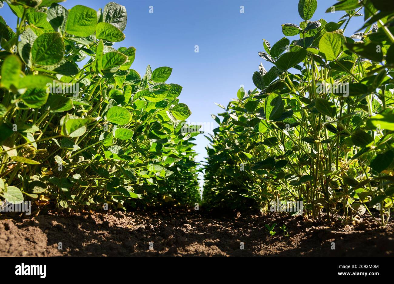 Young soybean plants hi-res stock photography and images - Alamy
