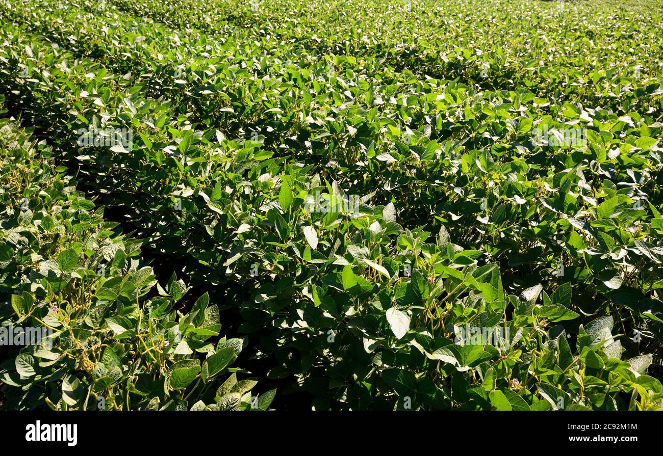 Soybean plants leaves growing hi-res stock photography and images - Alamy