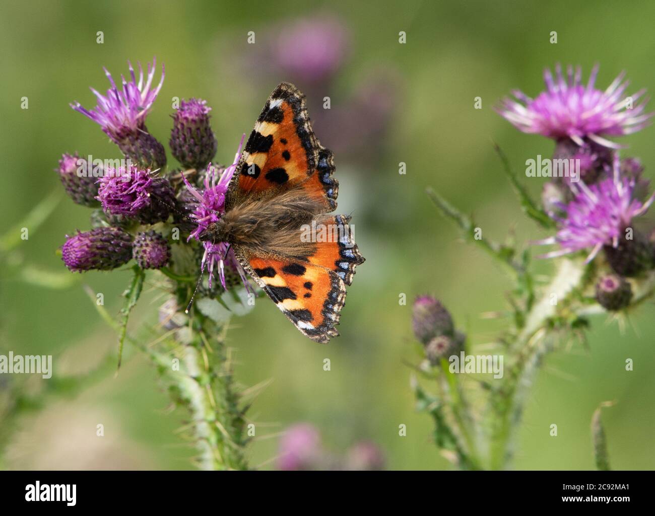 A Small tortoiseshell butterfly on a thistle flower, Chipping, Preston ...